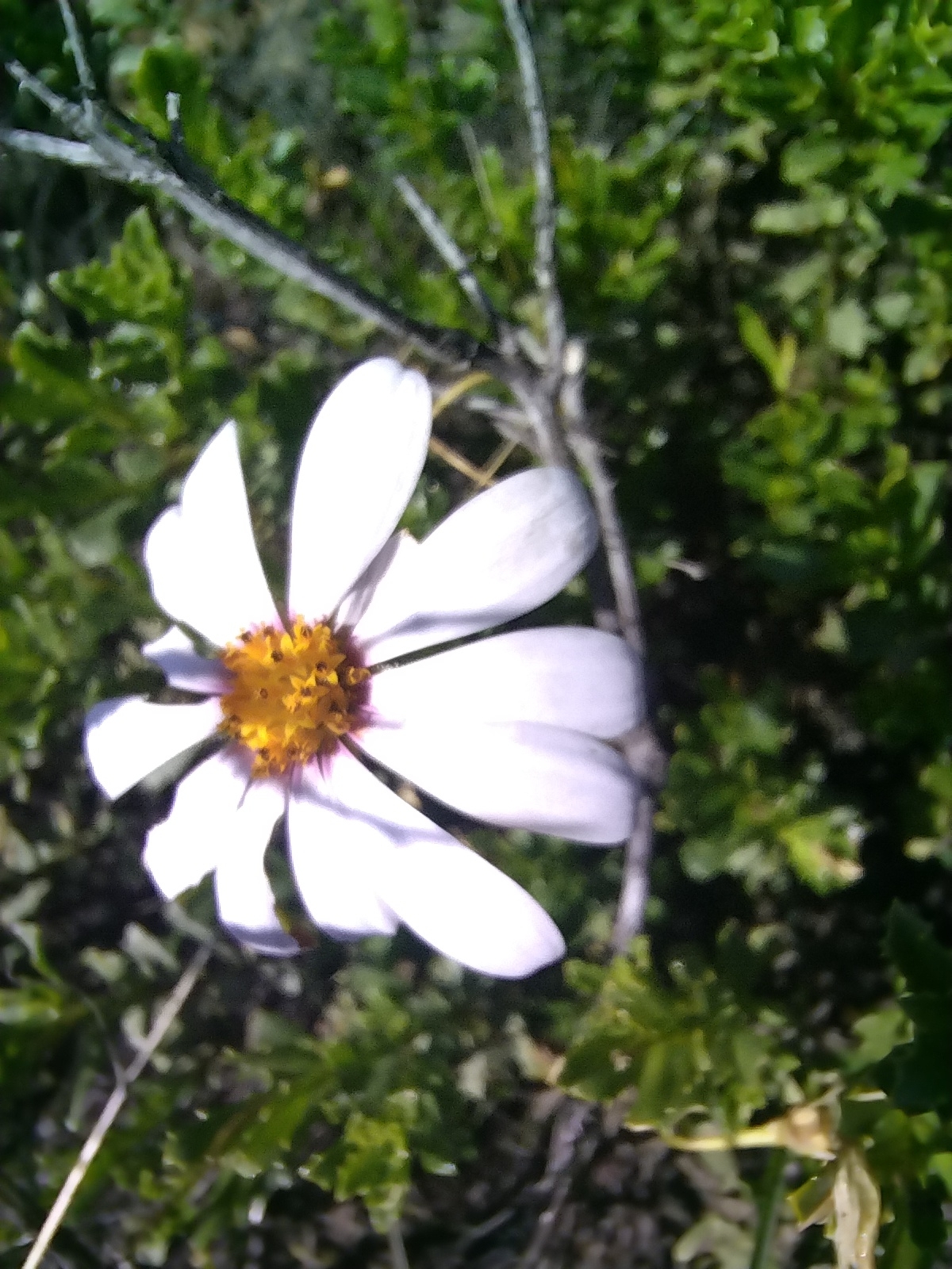 Dimorphotheca cuneata (Thunb.) DC.