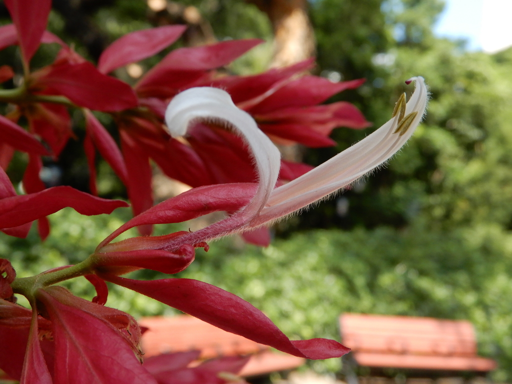 Brazilian red-cloak from 香港尖沙咀 on October 07, 2022 at 10:56 AM by ...