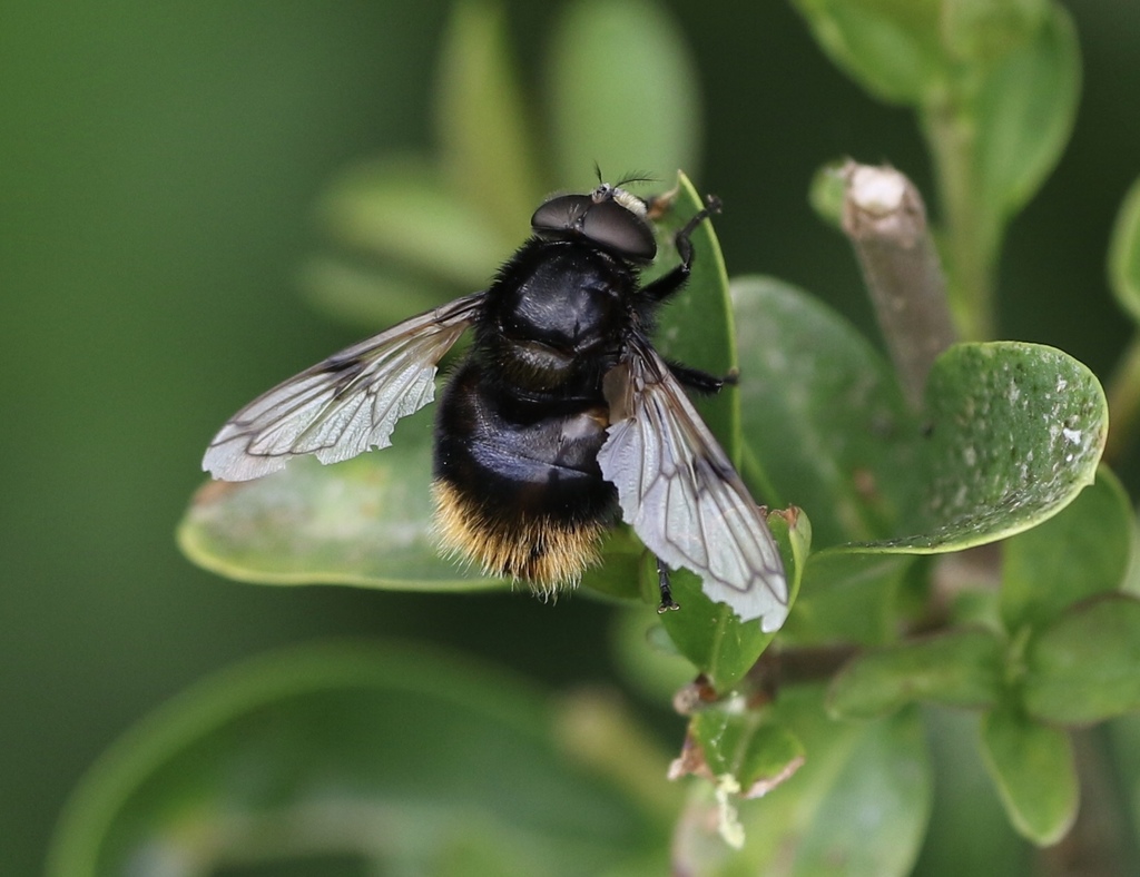 Bumble Bee Hover Fly from CB11, Saffron Walden, England, GB on June 17 ...