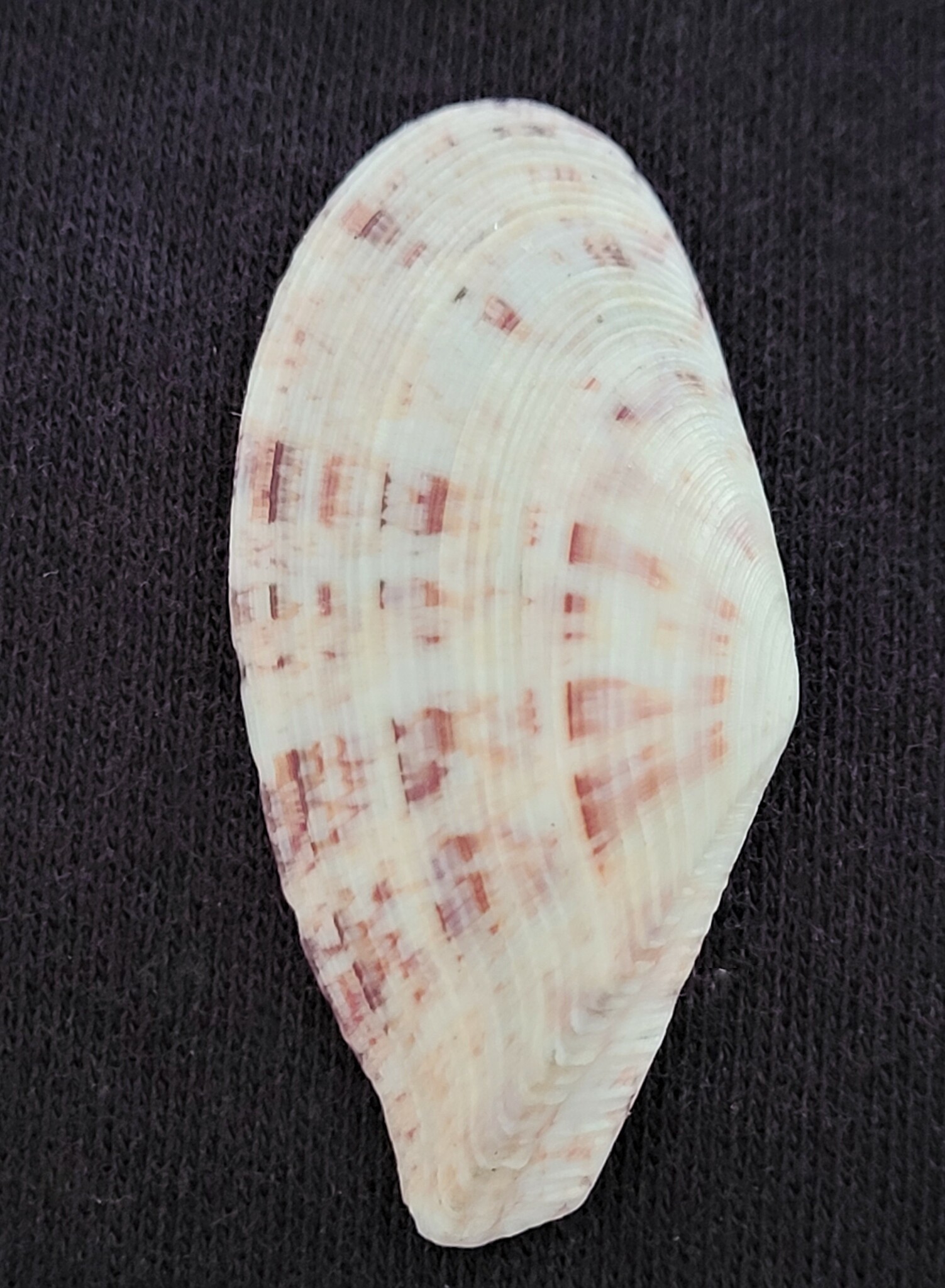 Tellinella listeri (Röding, 1798)