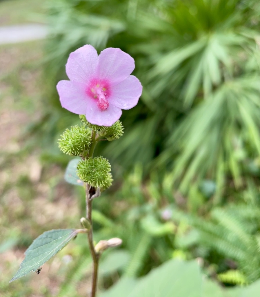 Caesar weed from Pine Run Dr, Osprey, FL, US on October 18, 2022 at 11: ...