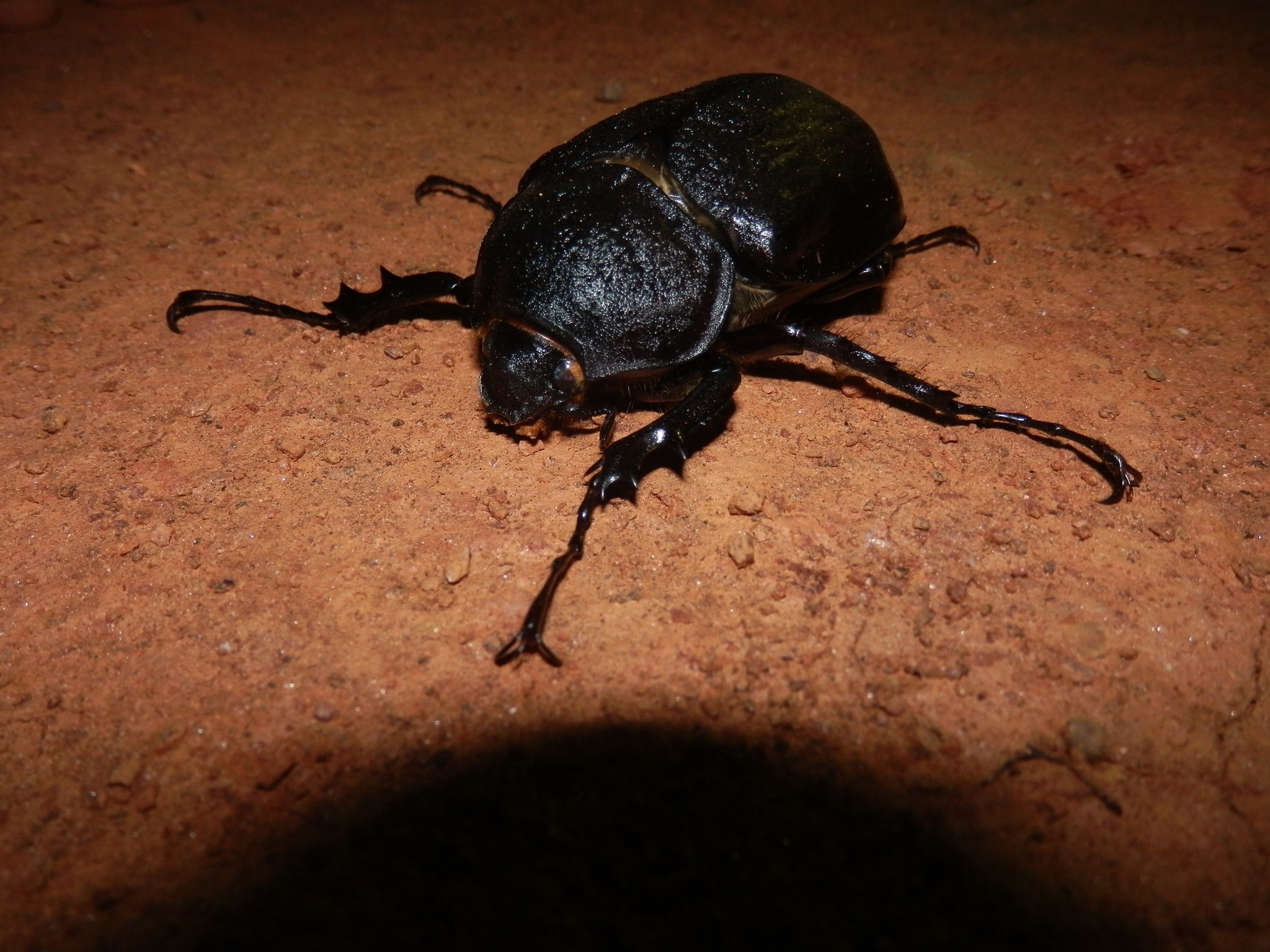 Megasoma actaeon (Linnaeus, 1758)