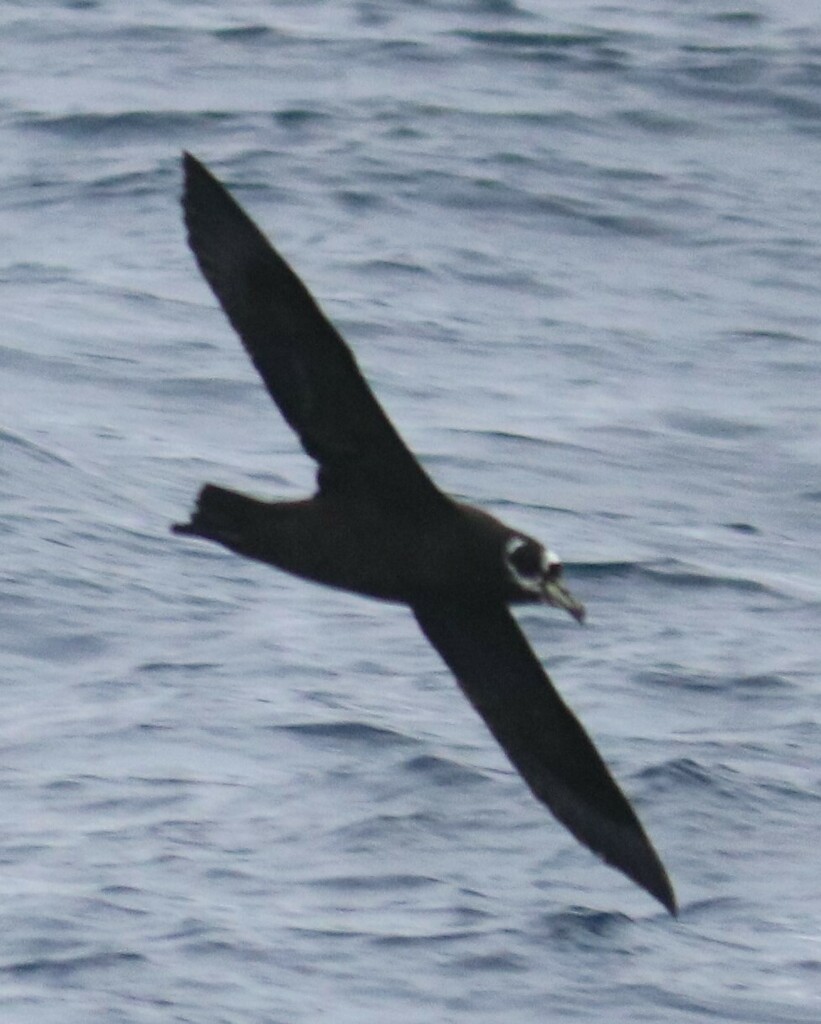Spectacled Petrel in October 2022 by Nick Leggatt · iNaturalist