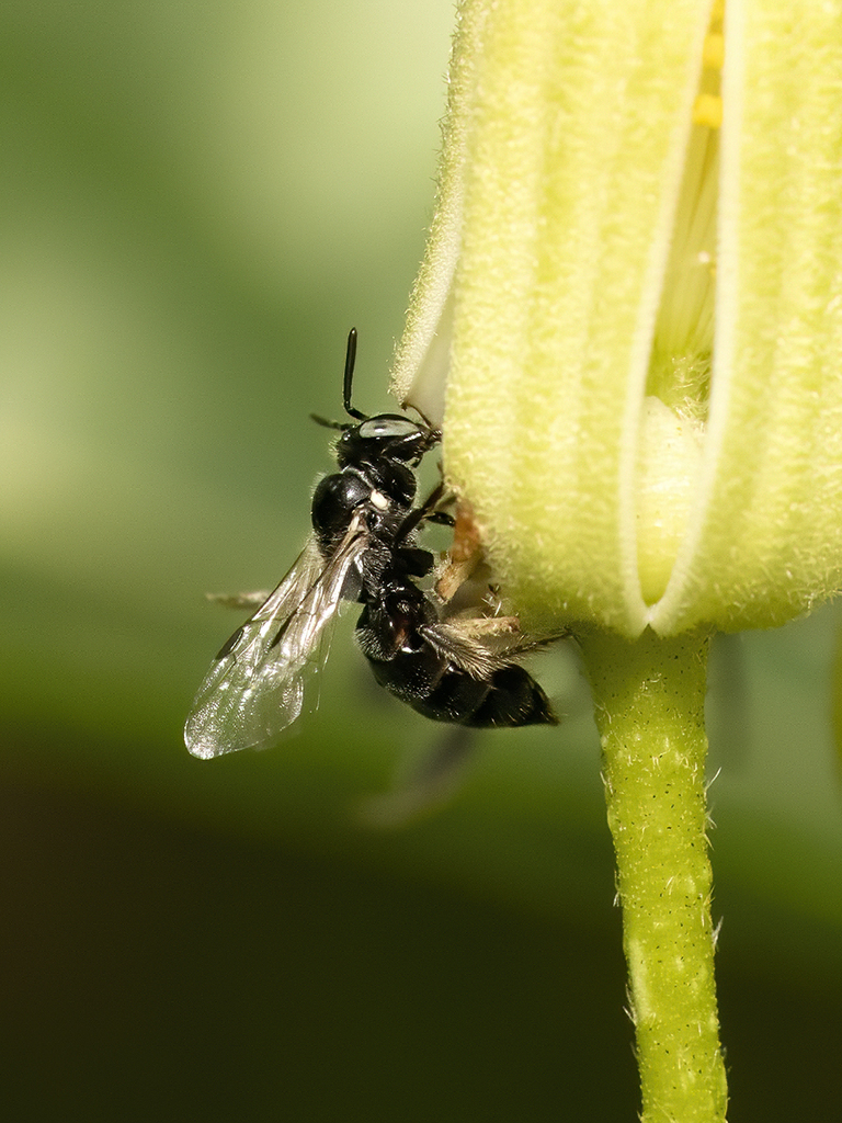 Black Reed Bees from Sinhagad, Maharashtra, India on September 29, 2022 ...