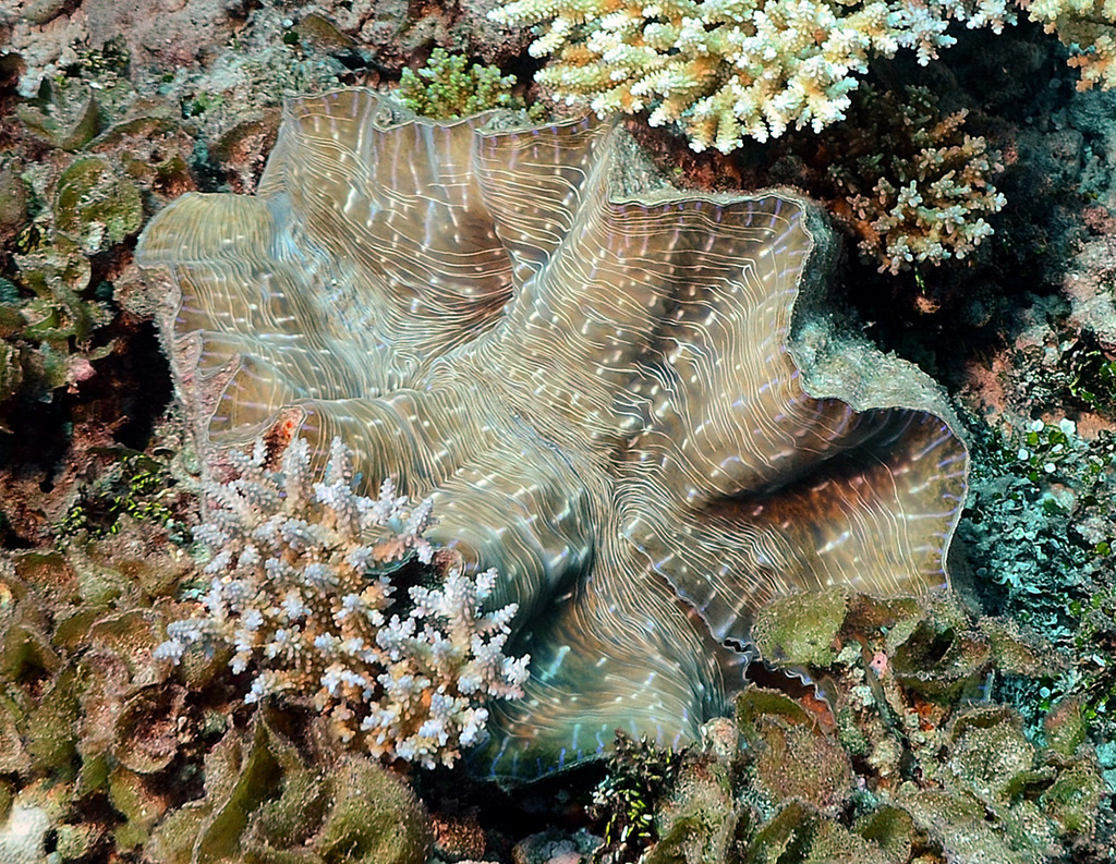 Bear Paw Clam in September 2012 by uwkwaj · iNaturalist