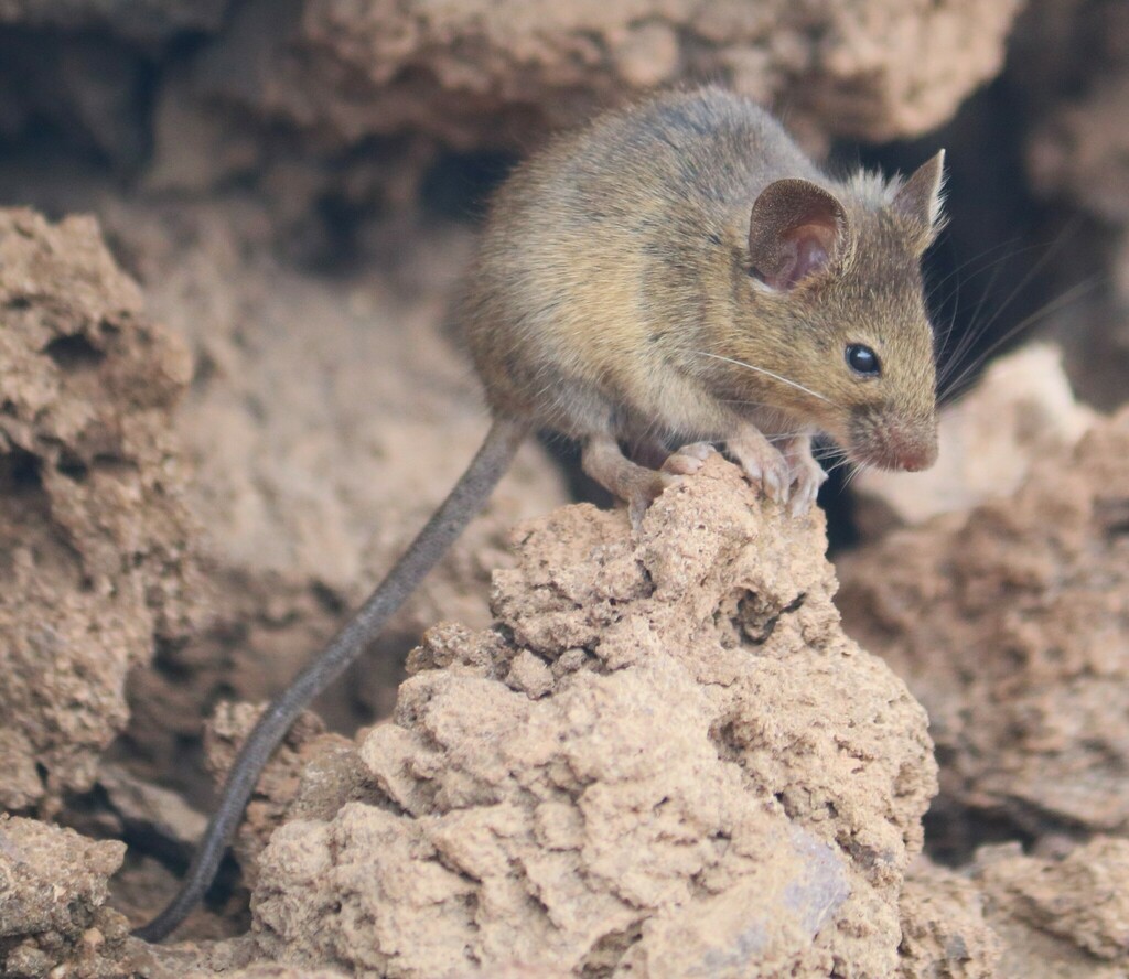 House Mouse from Ruperts STHL 1ZZ, St Helena, Ascension and Tristan da ...