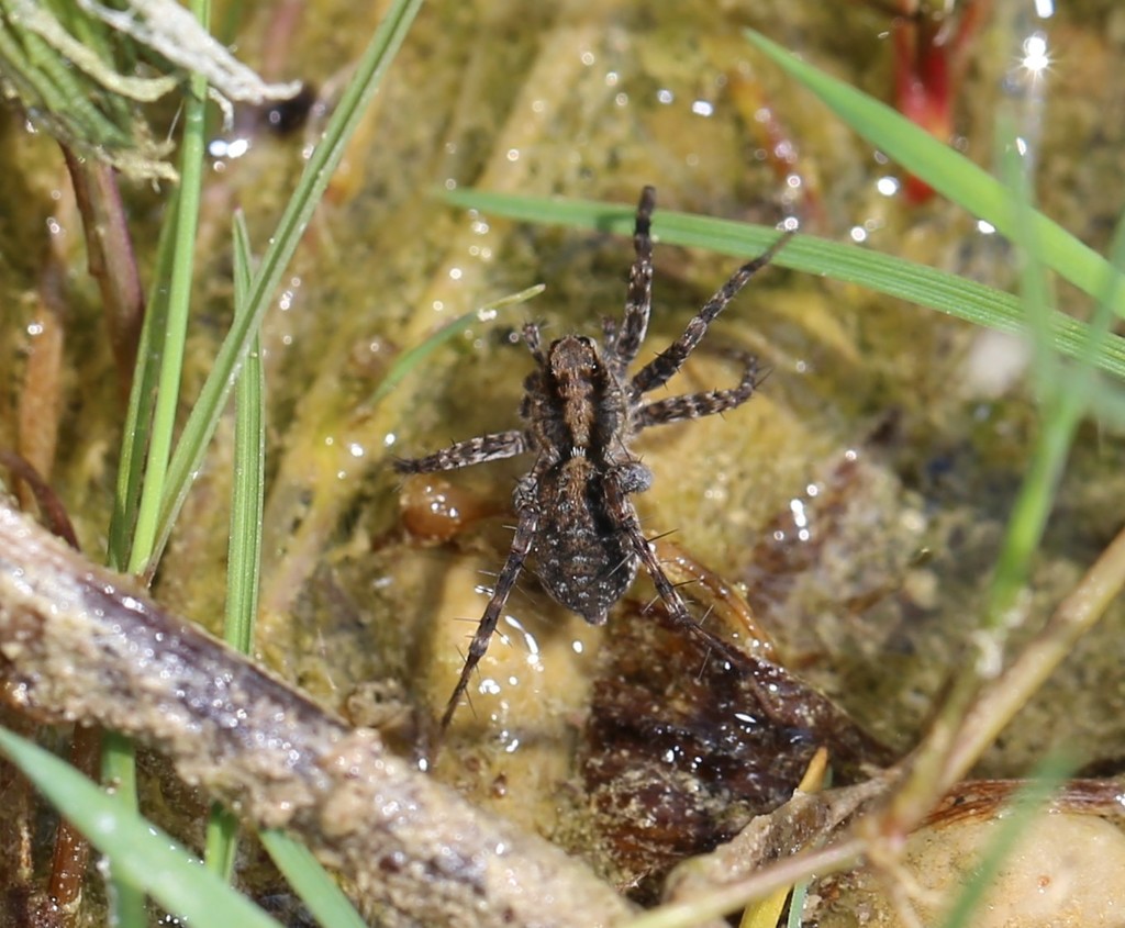 Shore Spider from Greene, Ohio, United States on August 26, 2018 at 01: ...
