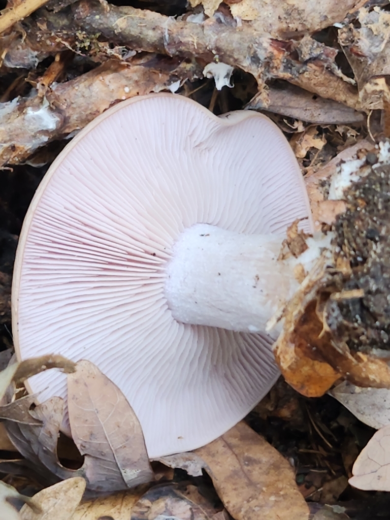 Blewit from Merrillville, IN 46410, USA on October 18, 2022 at 12:01 PM ...