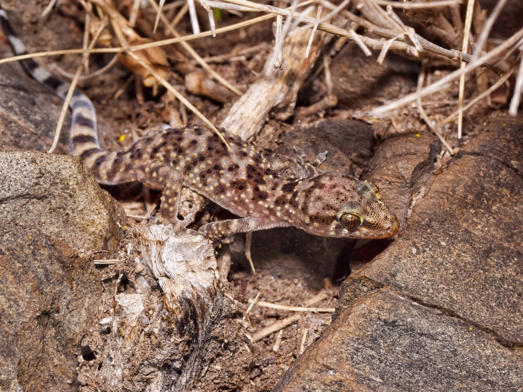 Mediterranean House Gecko from 17488 Cadaqués, Girona, España on ...