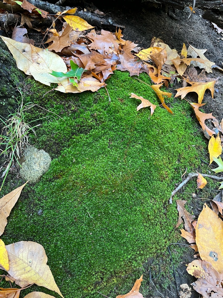 tree-skirt moss from Edmands Park, Newton, MA, US on October 18, 2022 ...