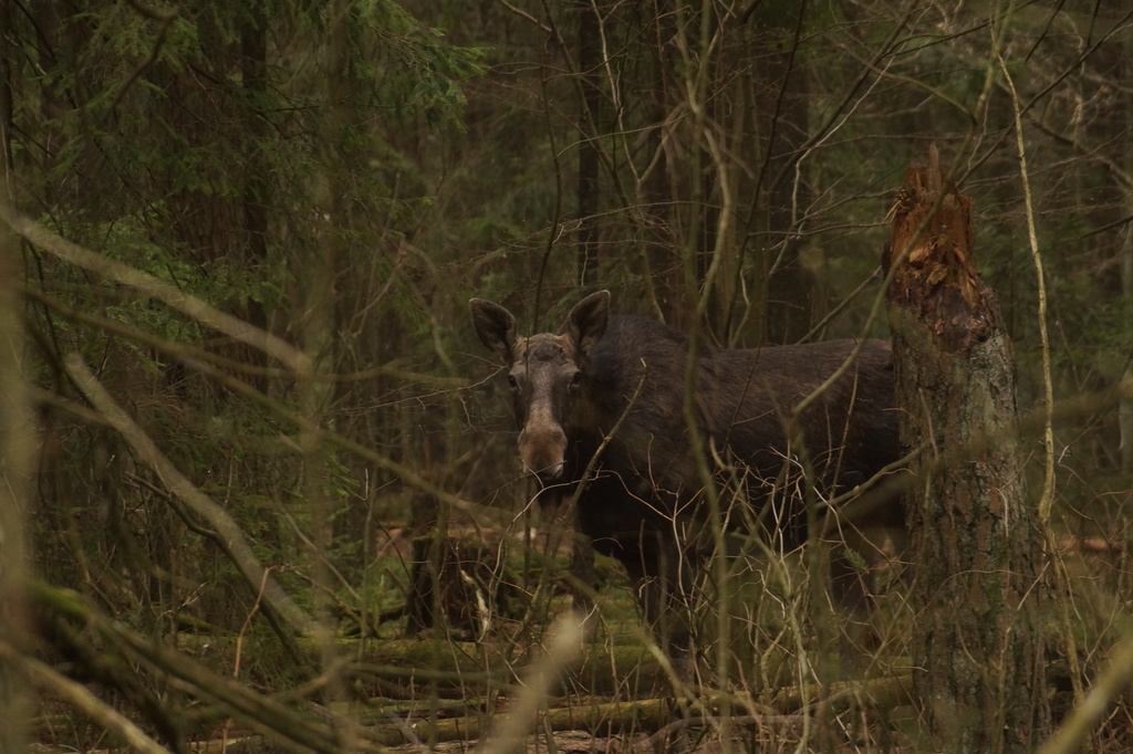 European Elk from Minsk, BY-MI, BY on April 15, 2022 at 01:47 PM by ...