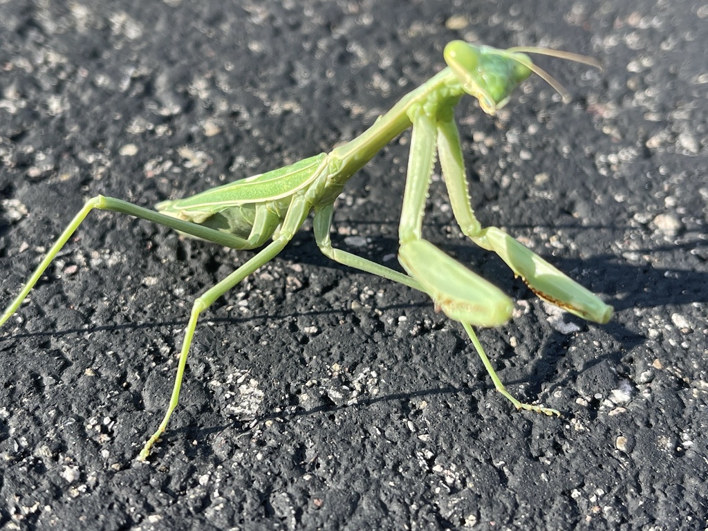 Arizona Mantis from N Via Masina, Tucson, AZ, US on October 17, 2022 at ...