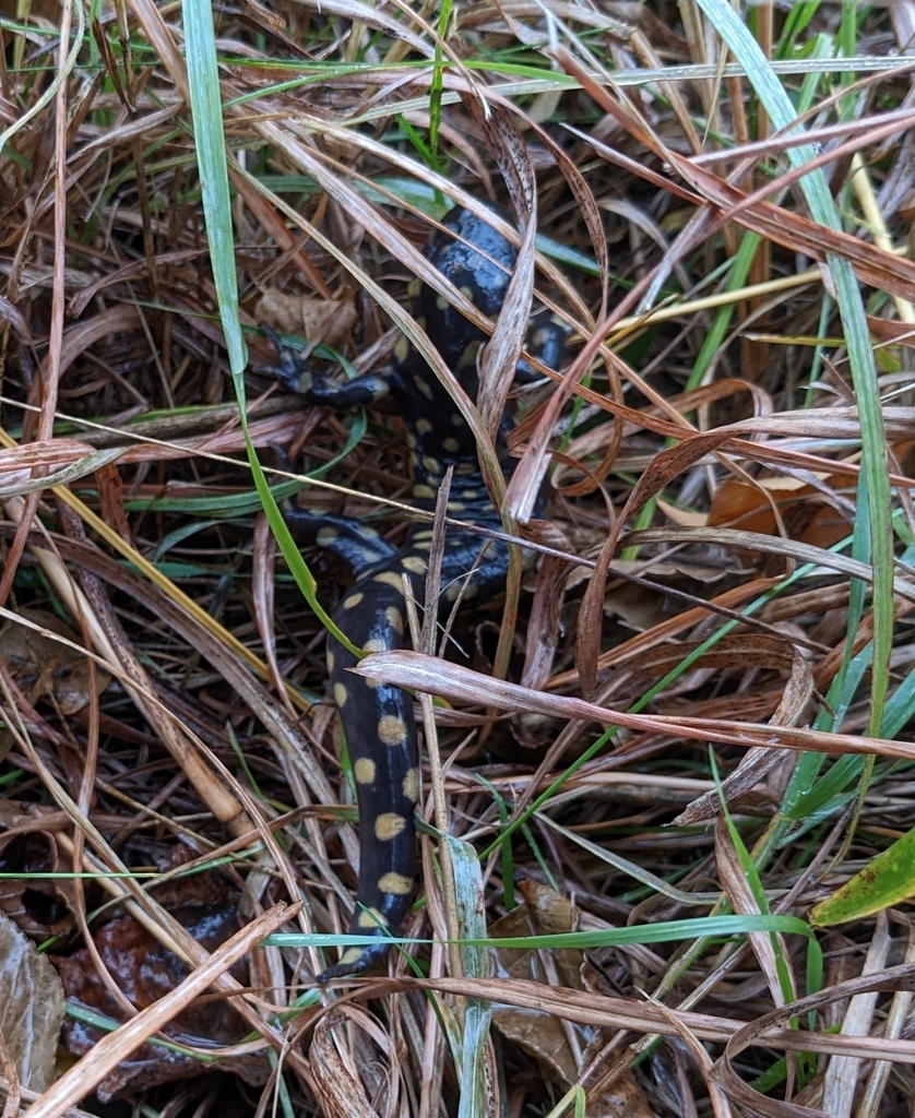 Tiger Salamander from Hopkins, MN 55345, USA on October 12, 2022 at 12: ...