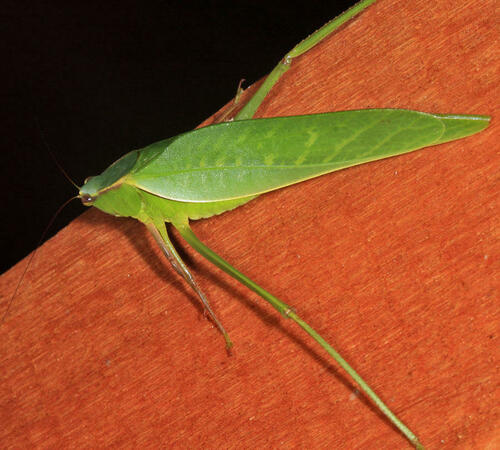 Steirodon degeeri · iNaturalist