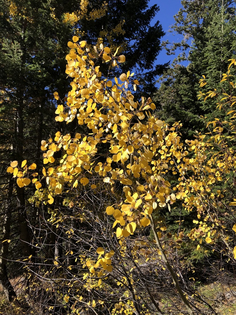 quaking aspen from Baker County, OR, USA on October 17, 2022 at 11:59 ...