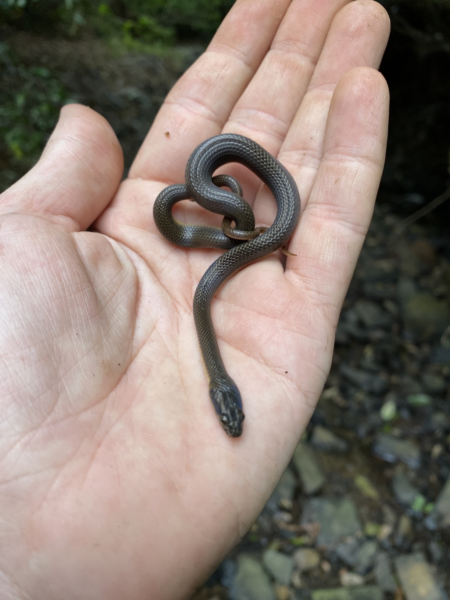 Lycodonomorphus laevissimus (Günther, 1862)