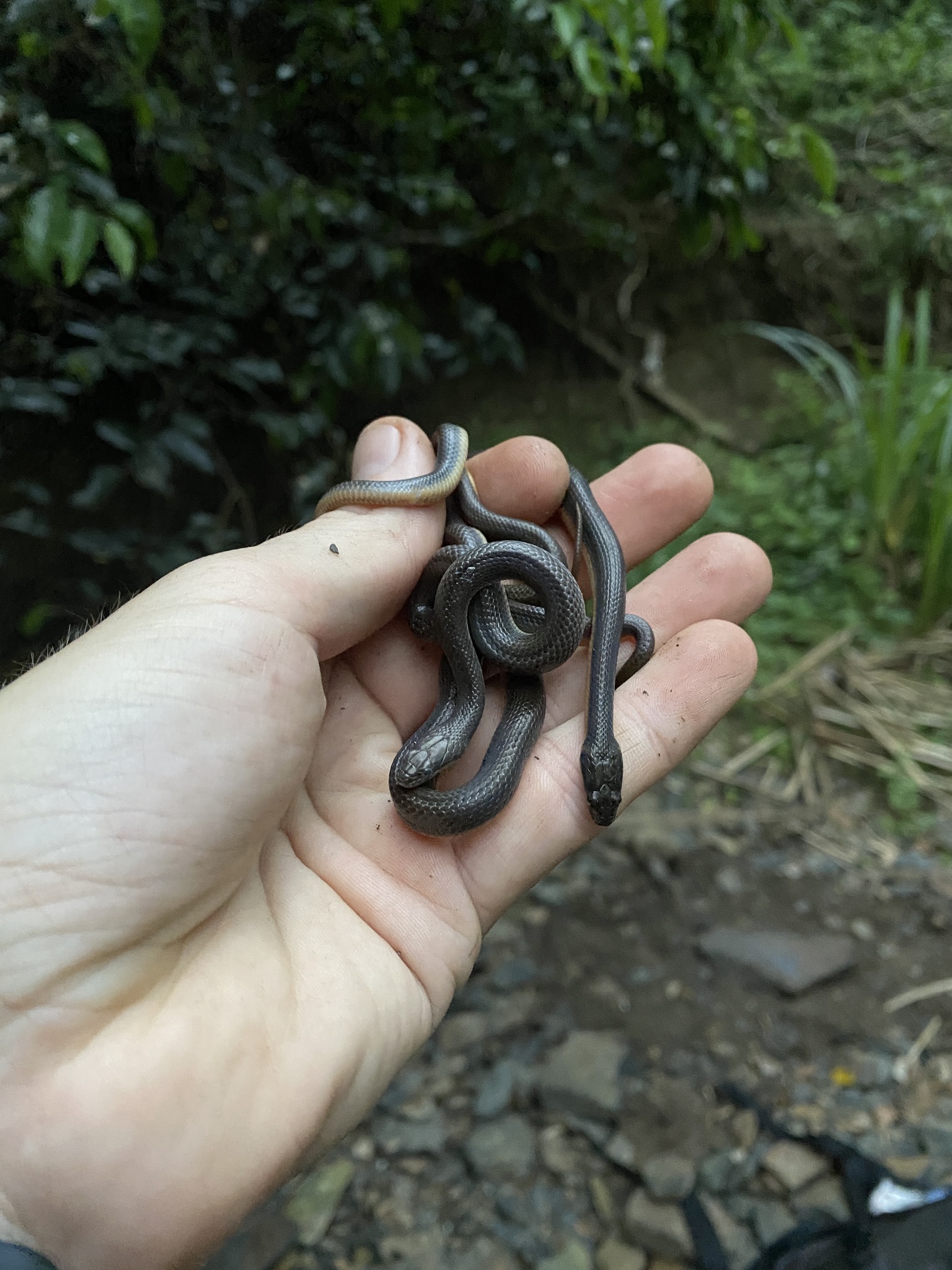 Lycodonomorphus laevissimus (Günther, 1862)