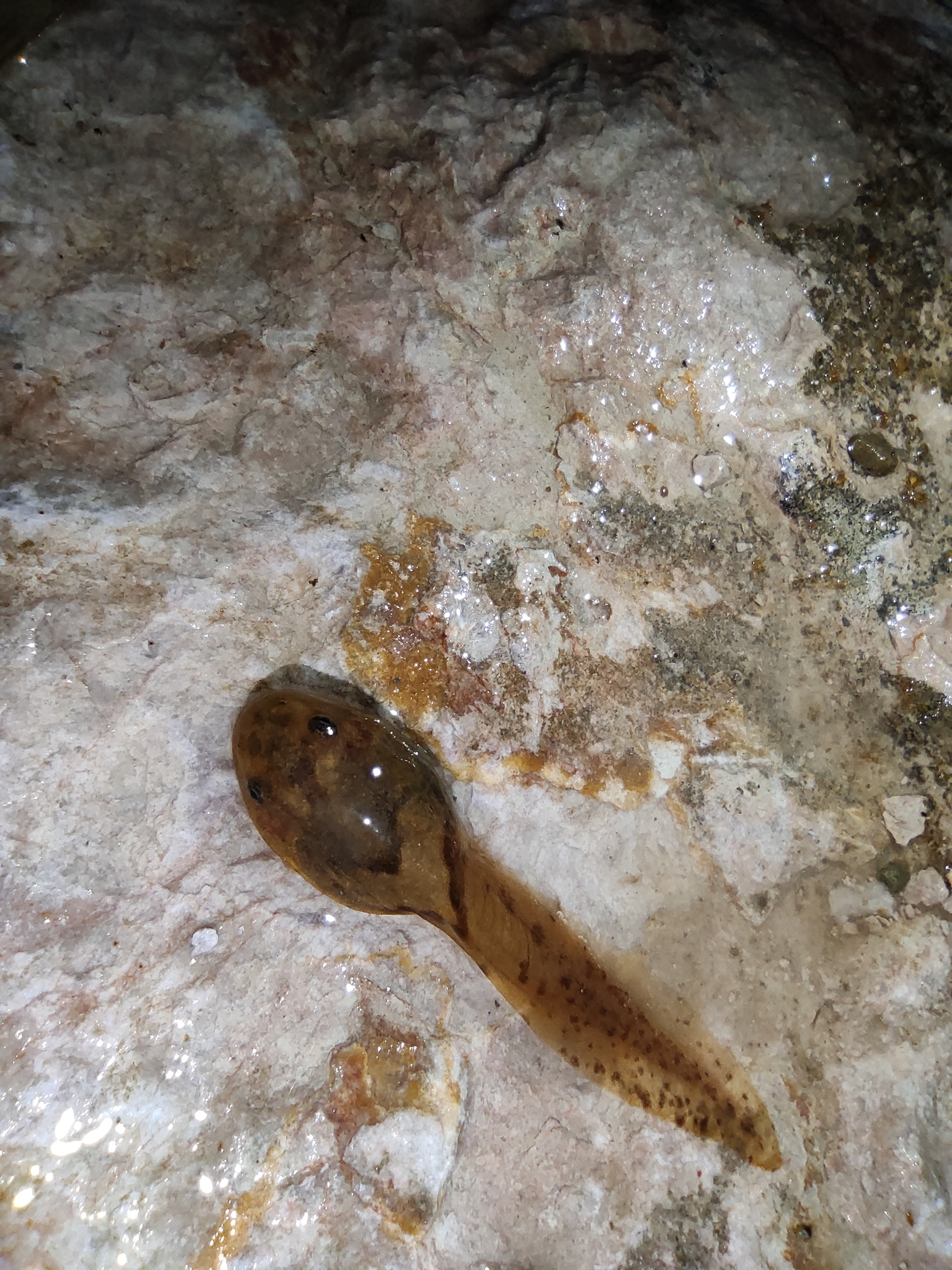 Leptobrachium liui (Pope, 1947)