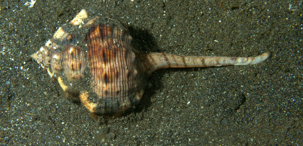 Snipe's Bill from Lembeh Strait, Indonesia on September 5, 2022 at 06: ...