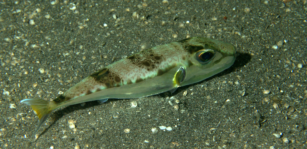 Lagocephalus suezensis Clark & Gohar, 1953