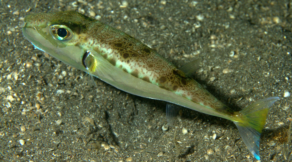 Lagocephalus suezensis Clark & Gohar, 1953