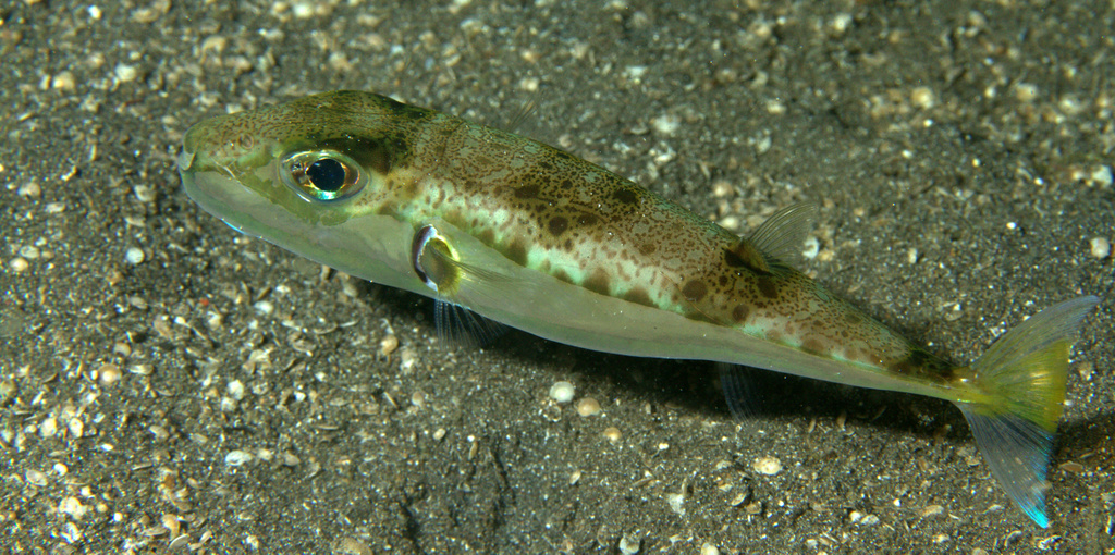 Lagocephalus suezensis Clark & Gohar, 1953