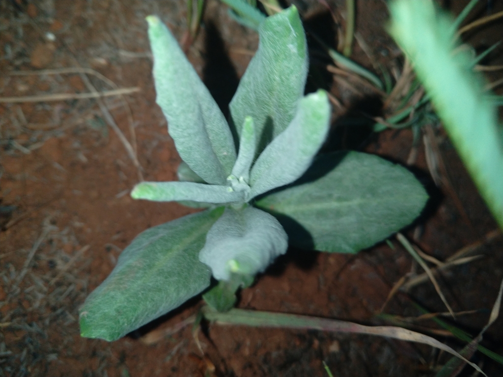 Common Silver Dollprotea from Carletonville, 2499, South Africa on ...