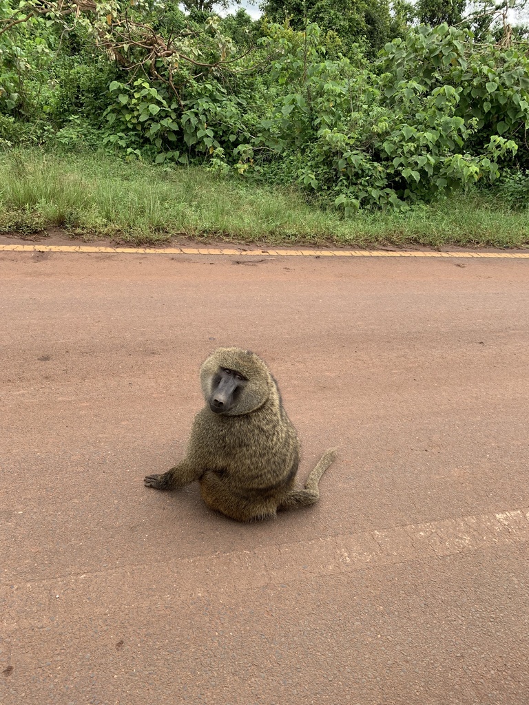 Olive Baboon from Ngorongoro Conservation Area, Karatu, TZ on May 27 ...