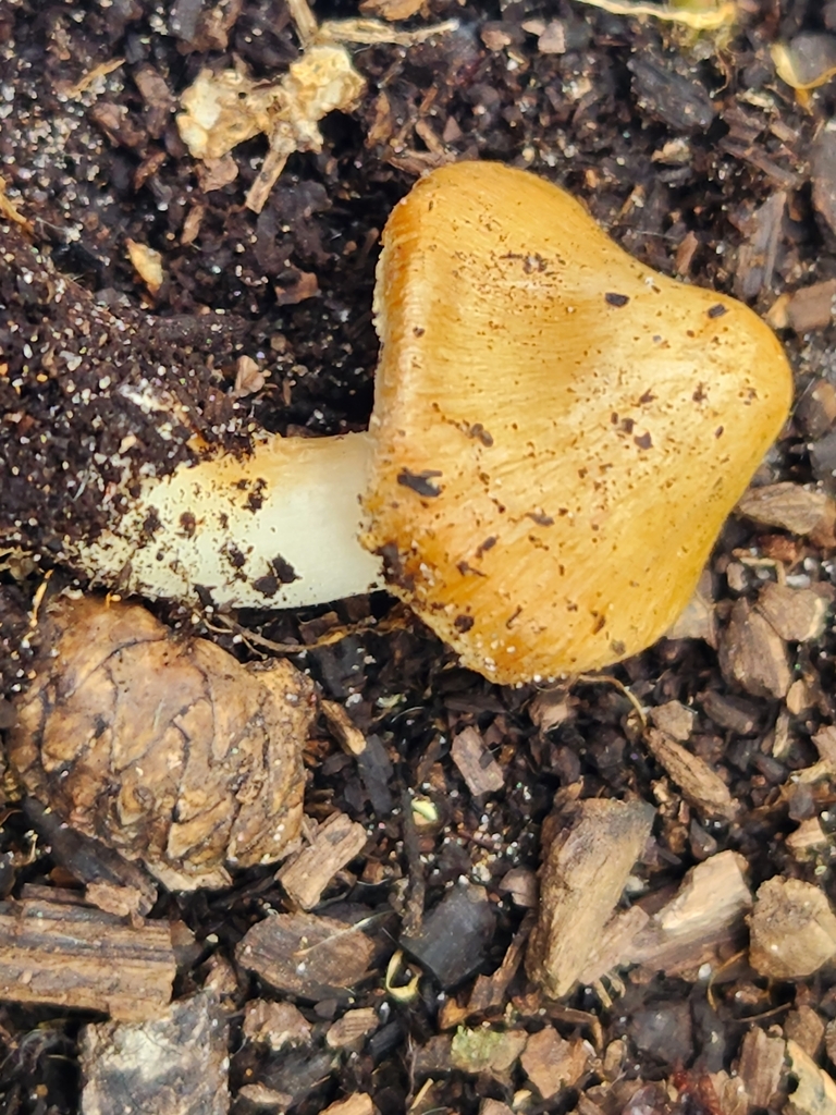 Inosperma lanatodiscum from Hammond, IN 46323, USA on October 18, 2022 ...