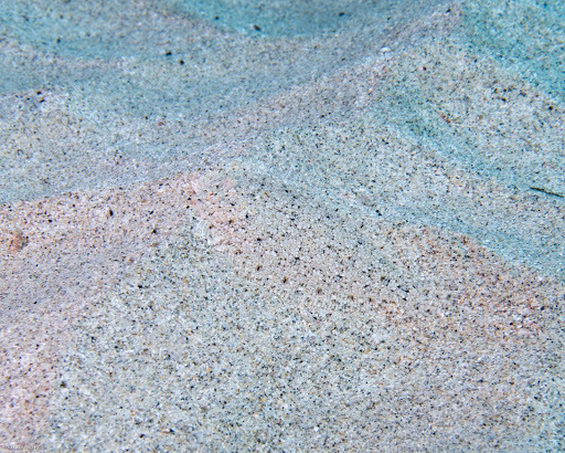 Hawaiian Dwarf Flounder (Reef Fish of the Hawaiian Islands) · iNaturalist