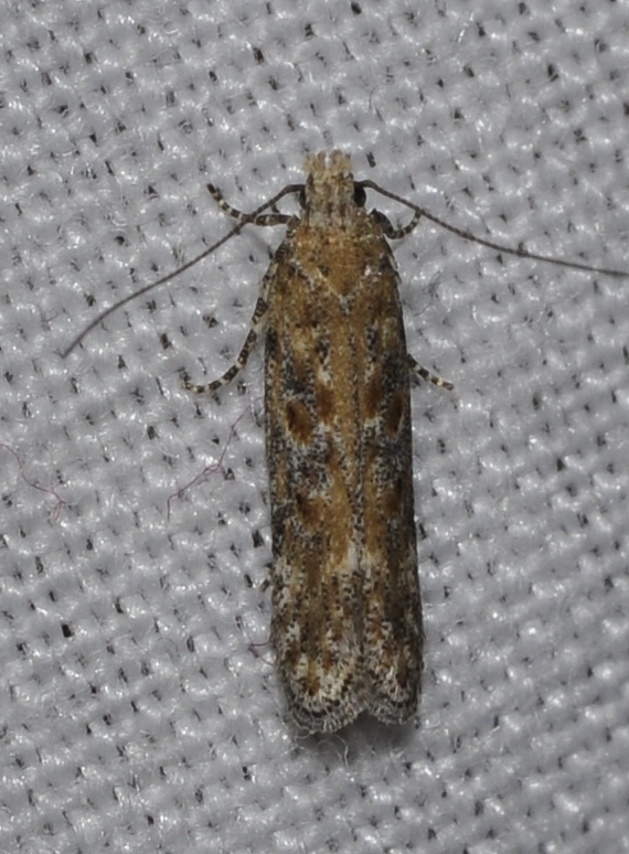 Tuta absoluta (Meyrick, 1917)