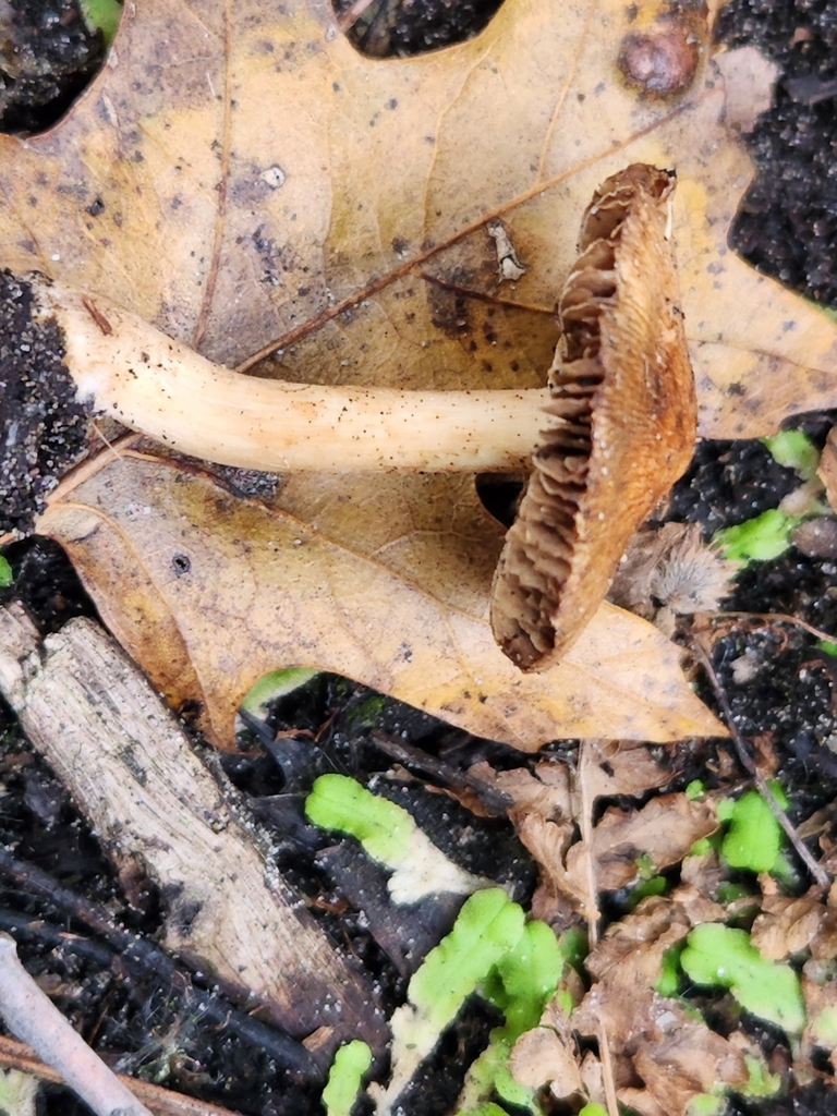 Inosperma lanatodiscum from Hammond, IN 46323, USA on October 18, 2022 ...