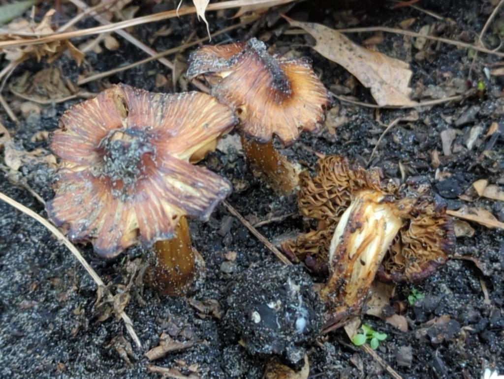 Inosperma lanatodiscum from Hammond, IN 46323, USA on October 18, 2022 ...