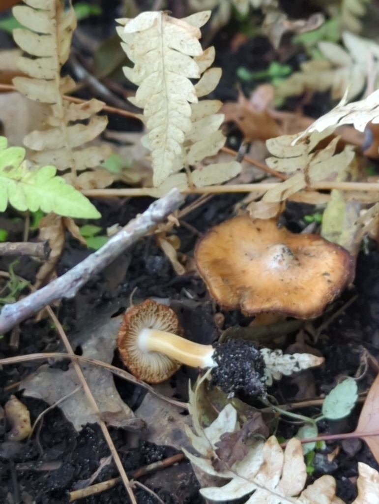 Webcaps from Hammond, IN 46323, USA on October 18, 2022 at 03:26 PM by ...