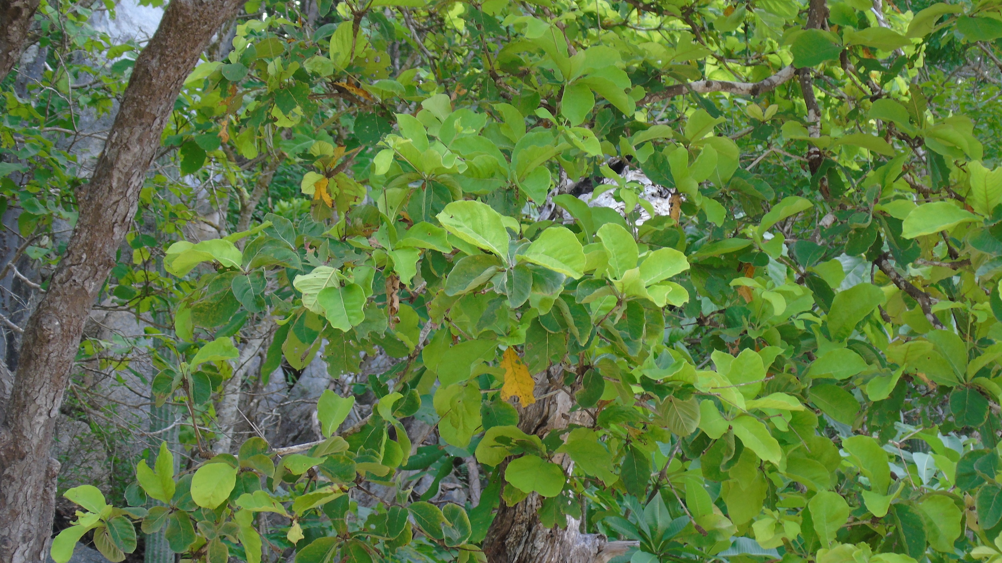 Curatella americana L.