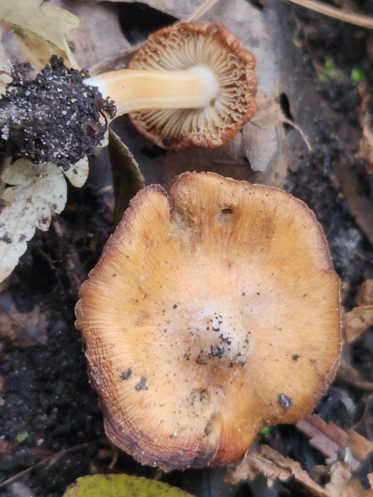 Webcaps from Hammond, IN 46323, USA on October 18, 2022 at 03:28 PM by ...