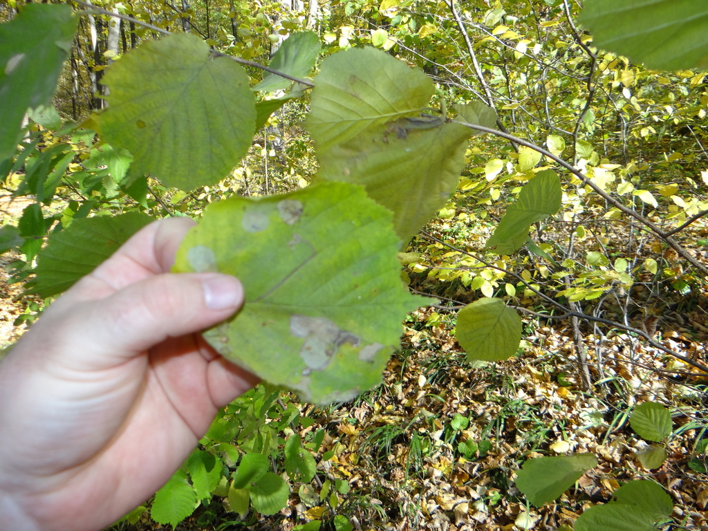 Nut Leaf Blister Moth from Holosiivs'kyi district, Kyiv, Ukraine, 02000 ...