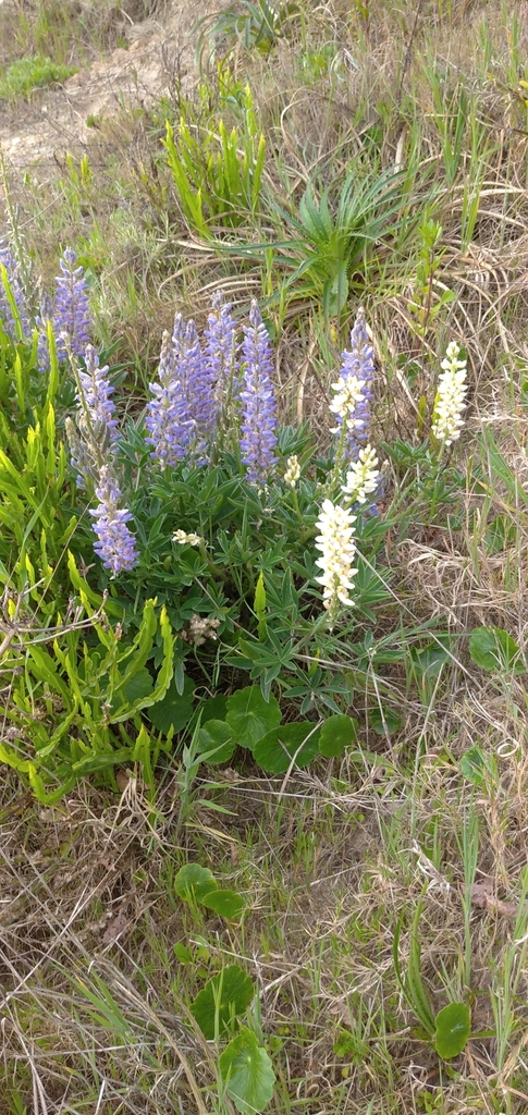Lupinus multiflorus in October 2022 by Cecilia Pombo Posente. ¿Es ...