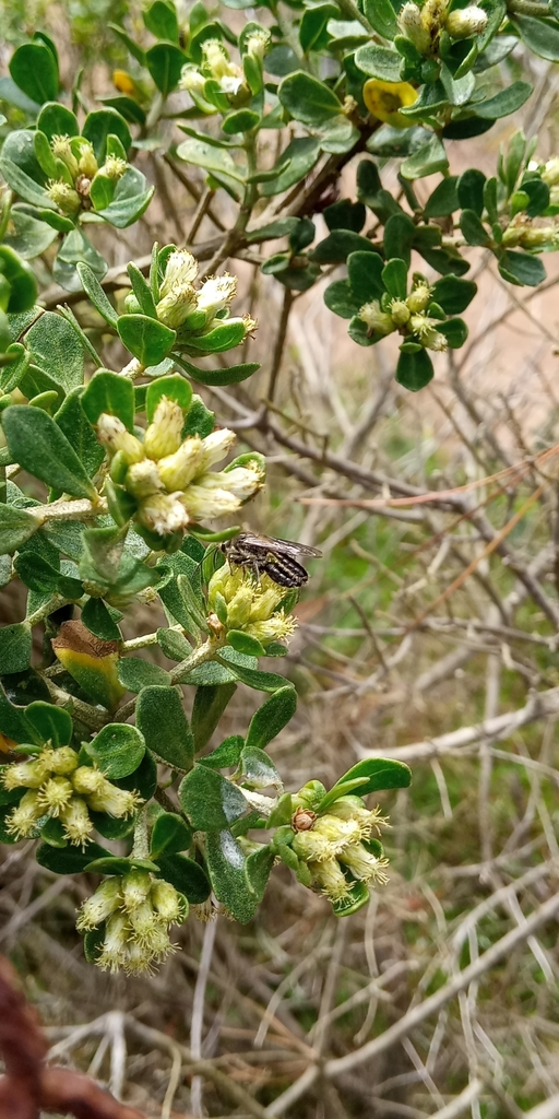 Insects from Calle Estrella Parcela 1445 sitio 11, Laguna Verde ...