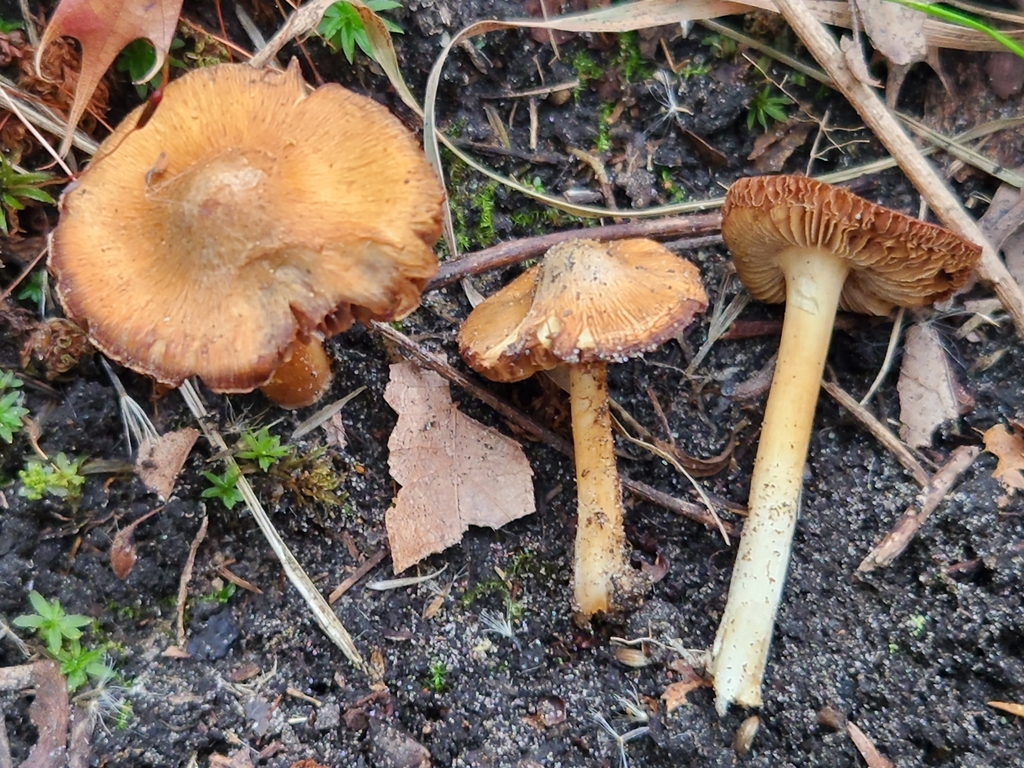 Inosperma lanatodiscum from Hammond, IN 46323, USA on October 18, 2022 ...