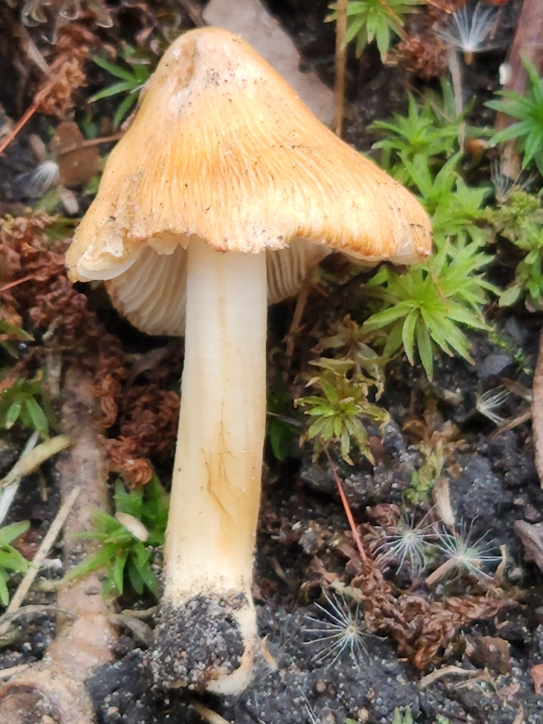 Inosperma lanatodiscum from Hammond, IN 46323, USA on October 18, 2022 ...