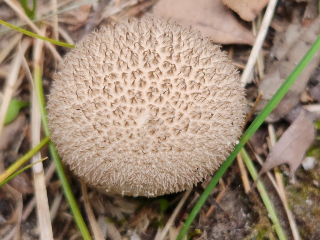 Lycoperdon americanum from Hammond, IN 46323, USA on October 18, 2022 ...