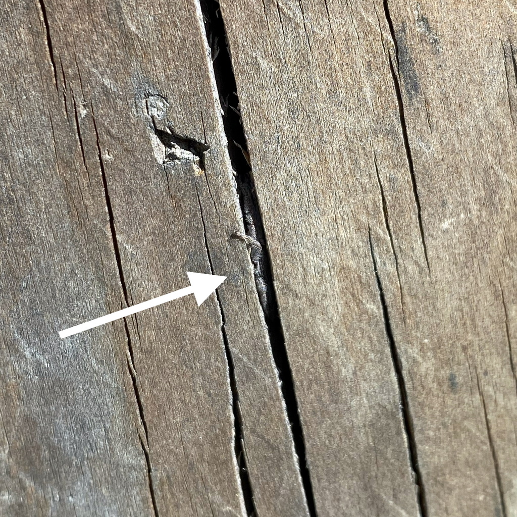 Holoplatys from Foster Recreation Park, Rolleston, Canterbury, NZ on ...