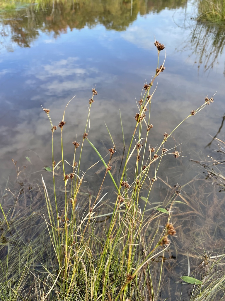 brownish beaked-rush from Wilcox, PA, US on September 21, 2022 at 10:04 ...
