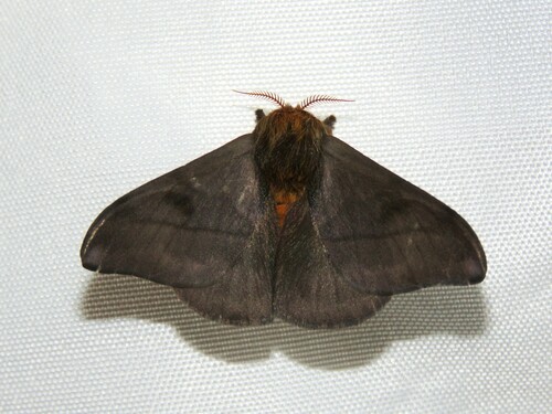 Hylesia submisionex · iNaturalist