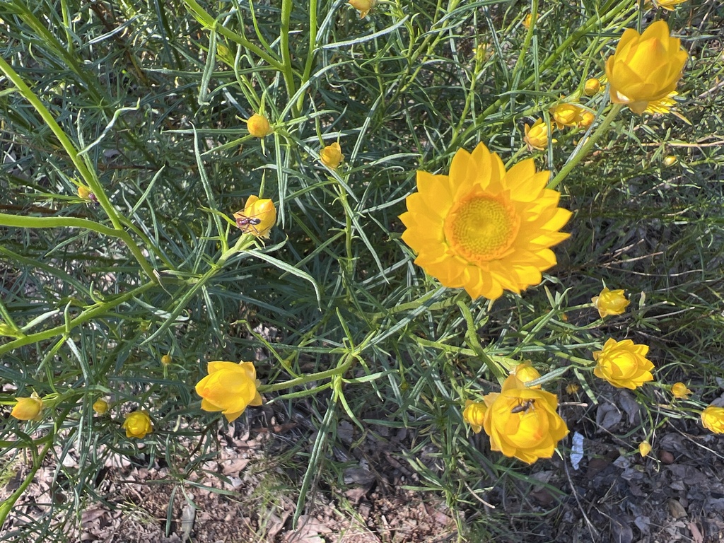 sticky everlasting from Greater Bendigo National Park, Spring Gully ...