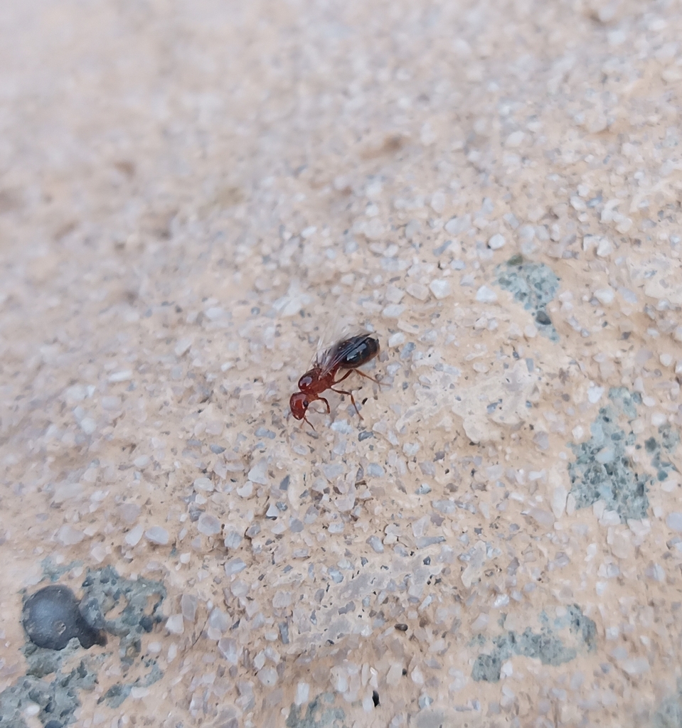 Southern Fire Ant in September 2022 by laziphotos · iNaturalist