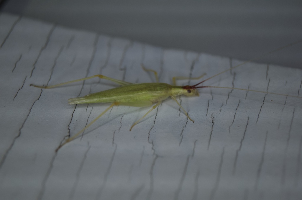 Broad-winged tree cricket from 170 Buckskin Path, Centerville, MA 02632 ...