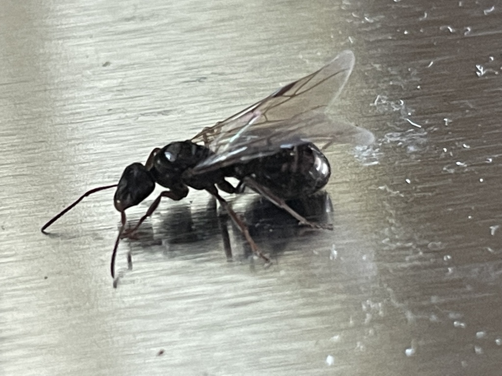 Wood, Mound, and Field Ants from Congress Ave, Pacific Grove, CA, US on ...