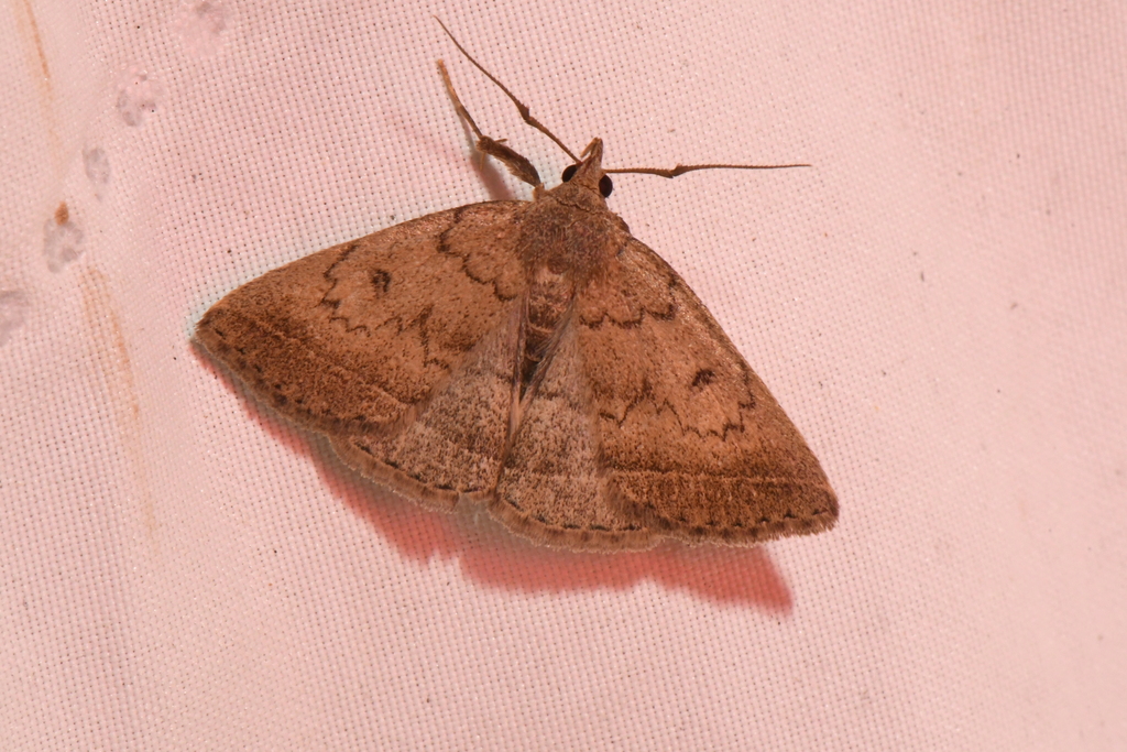 Fan-foot Moths from Rouyn-Noranda, QC, Canada on July 09, 2022 at 10:40 ...